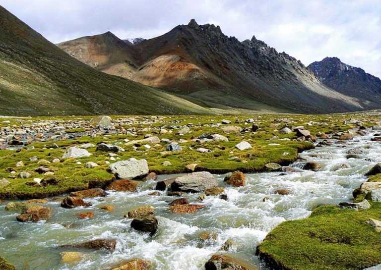 Flora of Tibet - Tibetian Refugee Health
